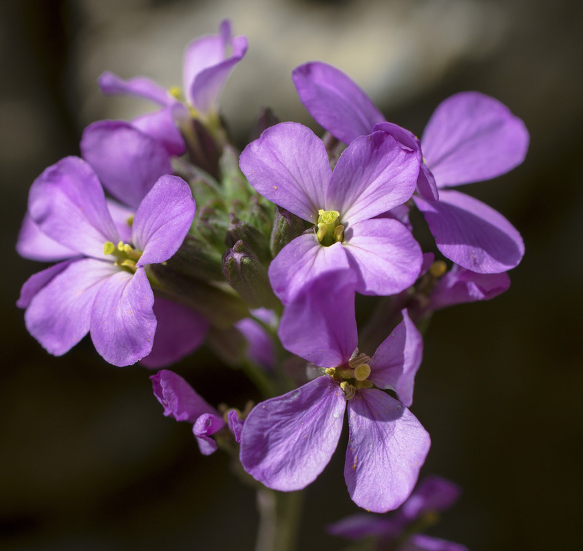 IGP0580 correcta — Postimages