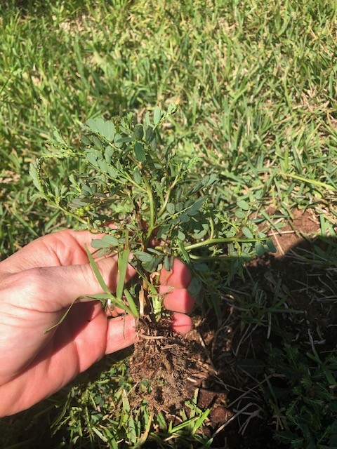 Help identifying some weeds | Lawn Care Forum