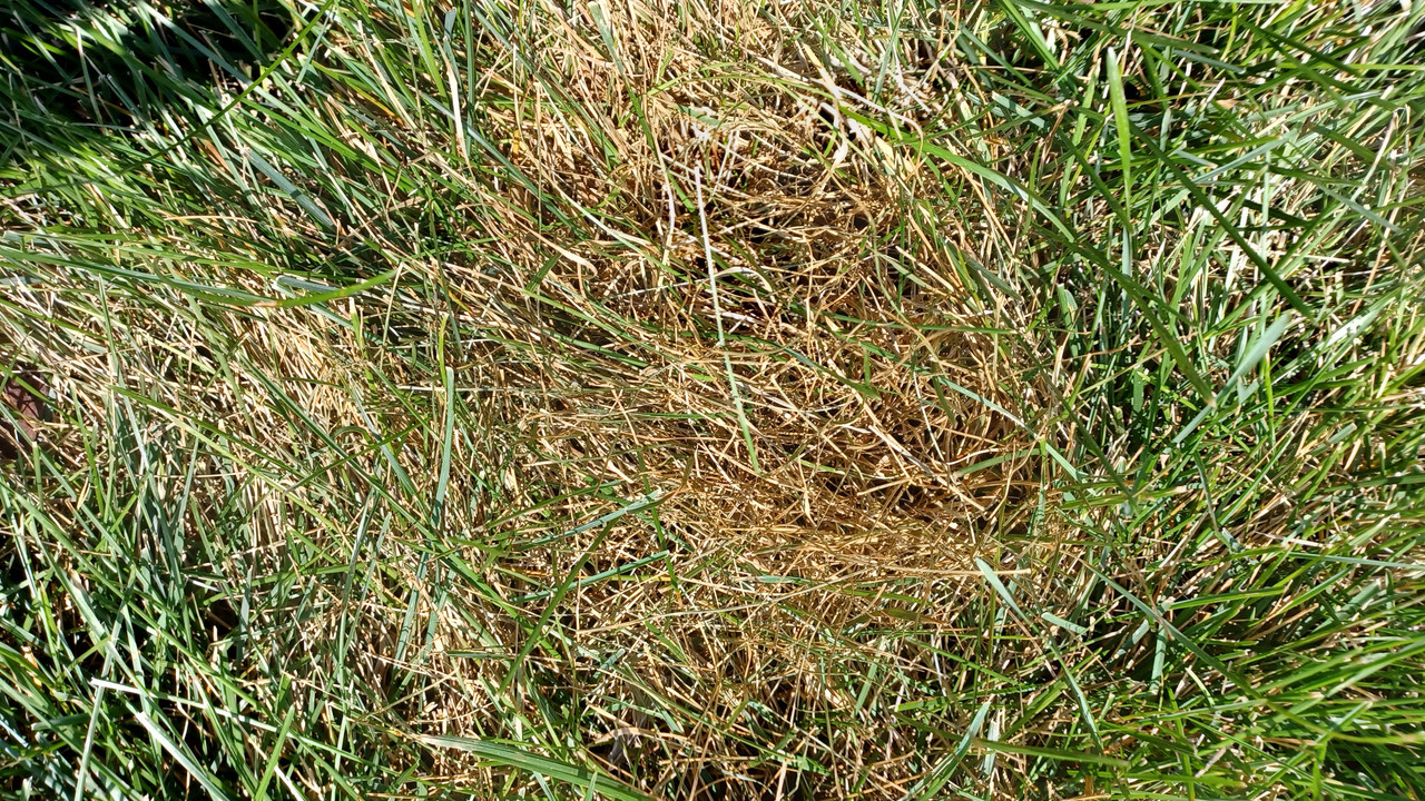HELP PLS - Is my sod either under or overwatered? | Lawn Care Forum