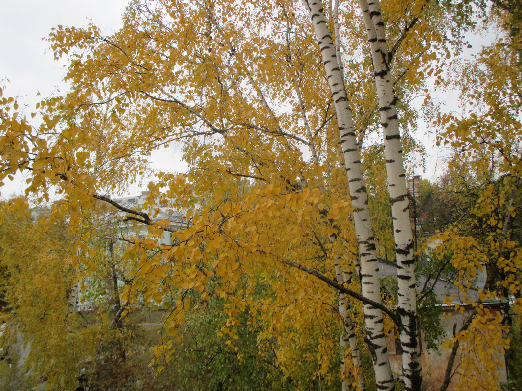 IMG 8188 — Postimages