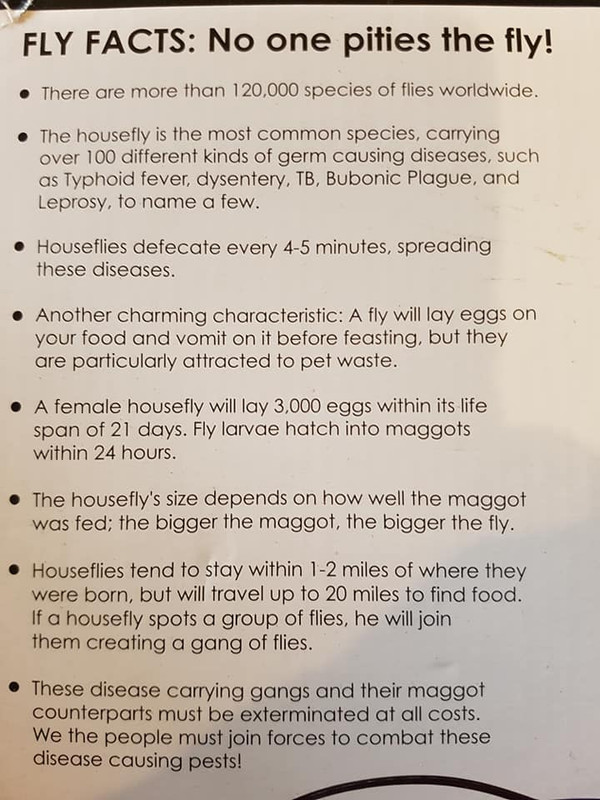 flies — Postimages