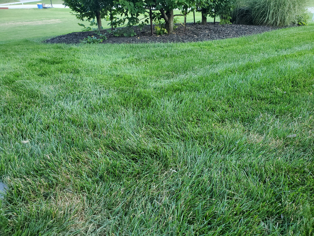 Help Identifying Grass Type Pre-Reno | Lawn Care Forum