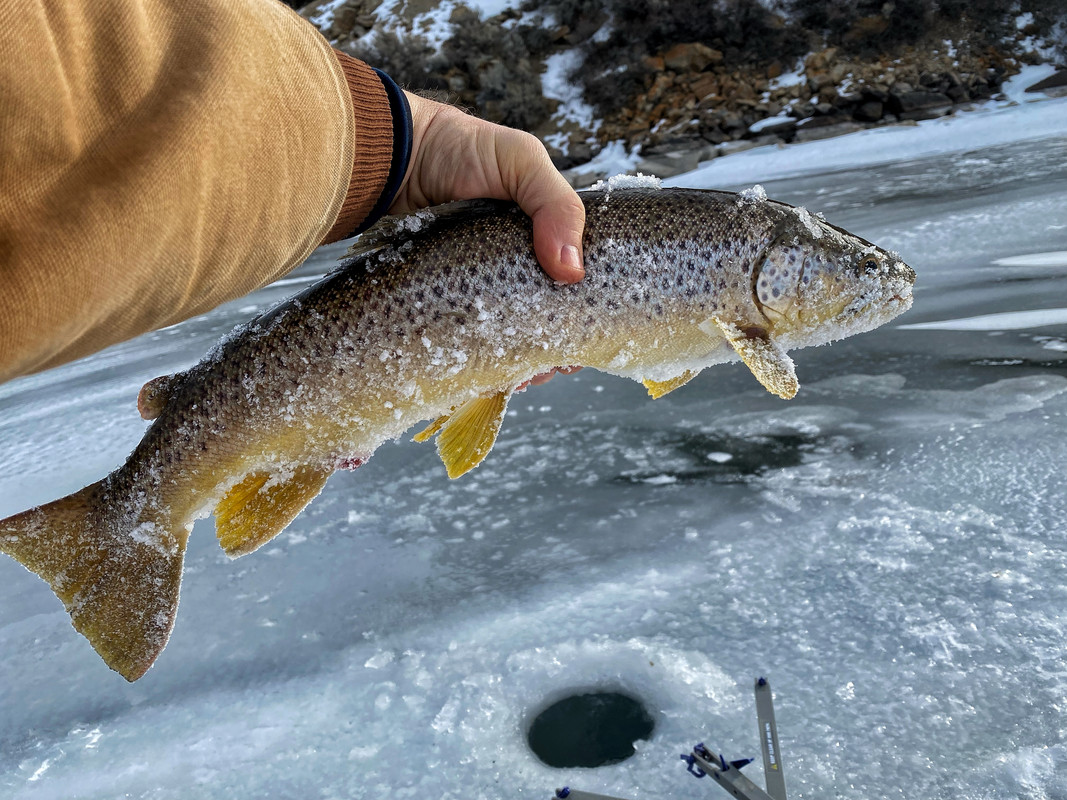 E2 F7 E8 ED 9114 4 C64 B0 EC 59322996 C854 — Postimages