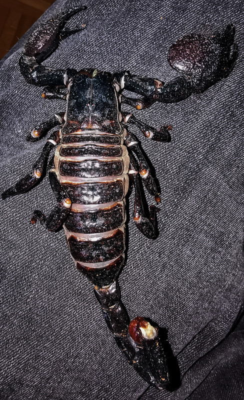 Emperor Scorpion Size