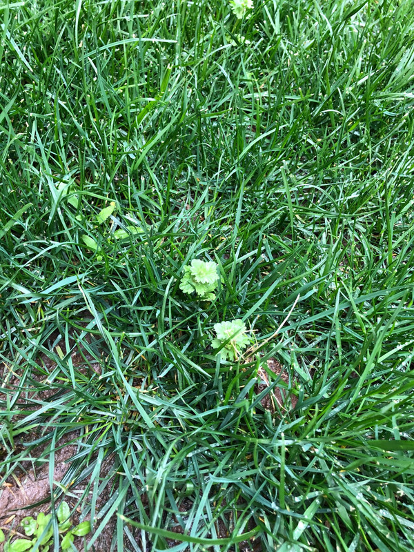 IMG 0594 — Postimages