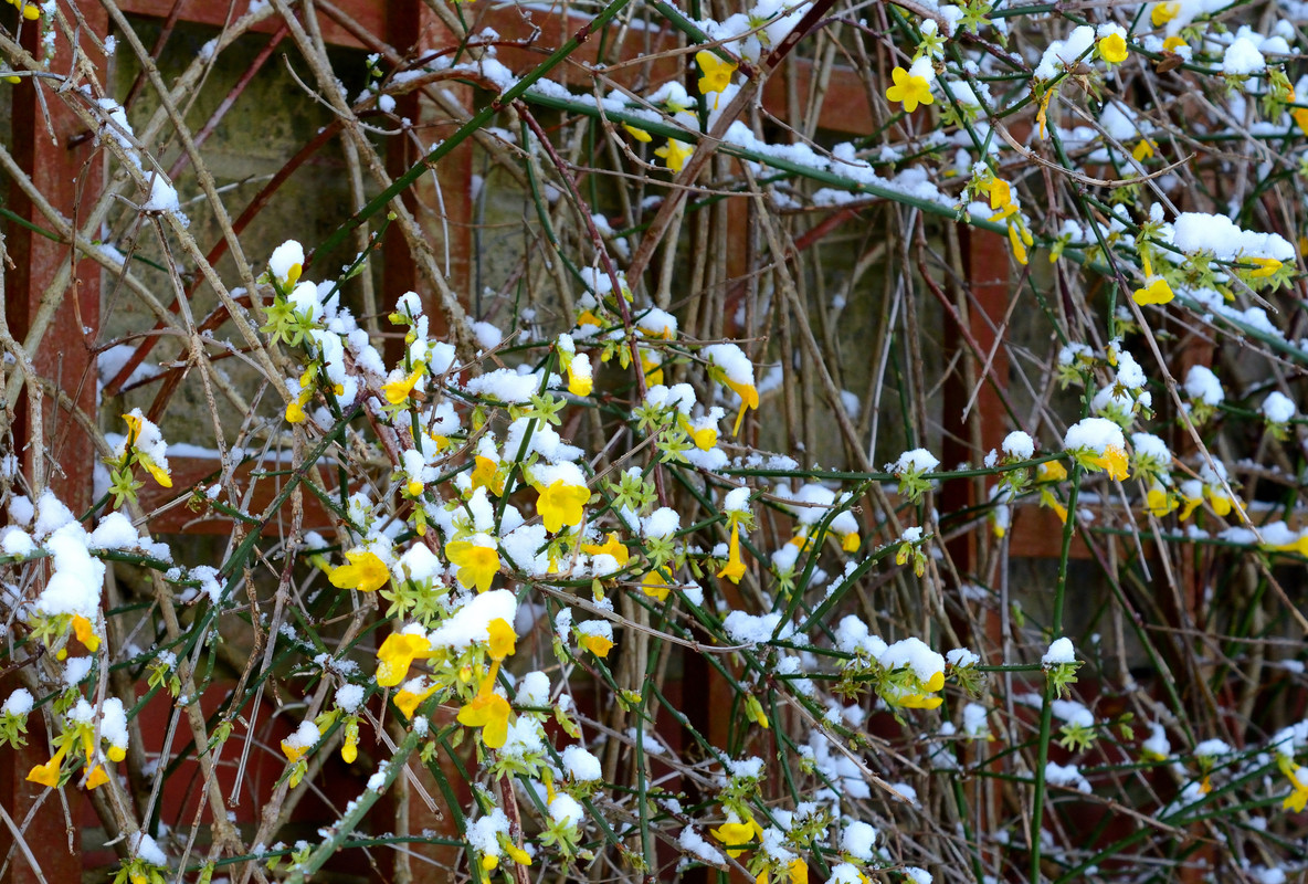 Jasmine winter — Postimages