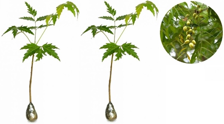 Jual bibit pohon mimba-tanaman buah daun imba mimba herbal banyak ...