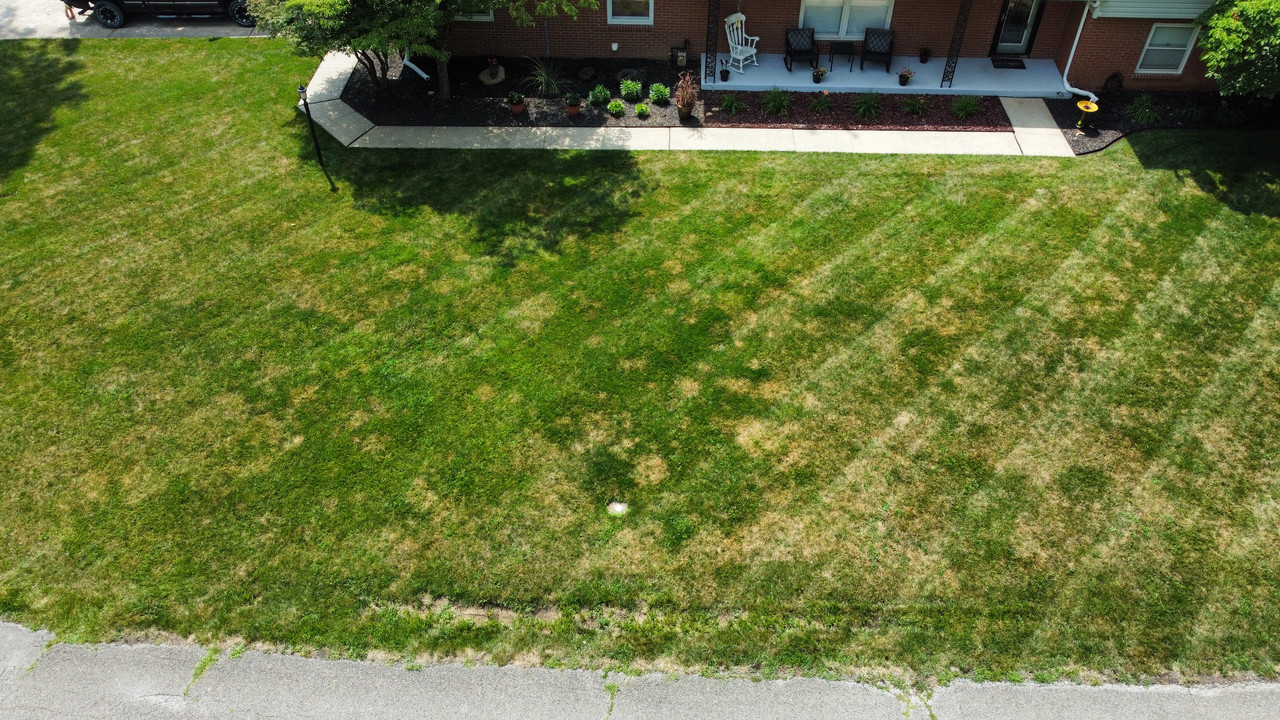 I've lost the front yard. | Lawn Care Forum