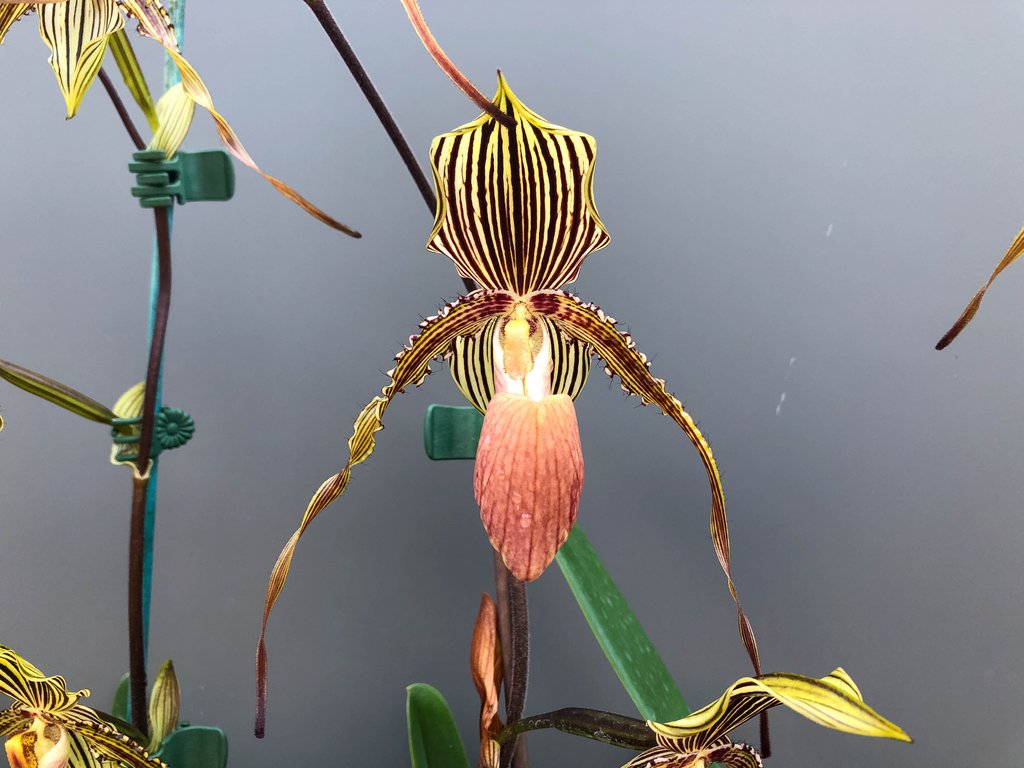 Paph Susan Booths | Slippertalk Orchid Forum