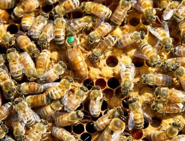 Is this an Italian or Carniolan? | Beesource Beekeeping Forums