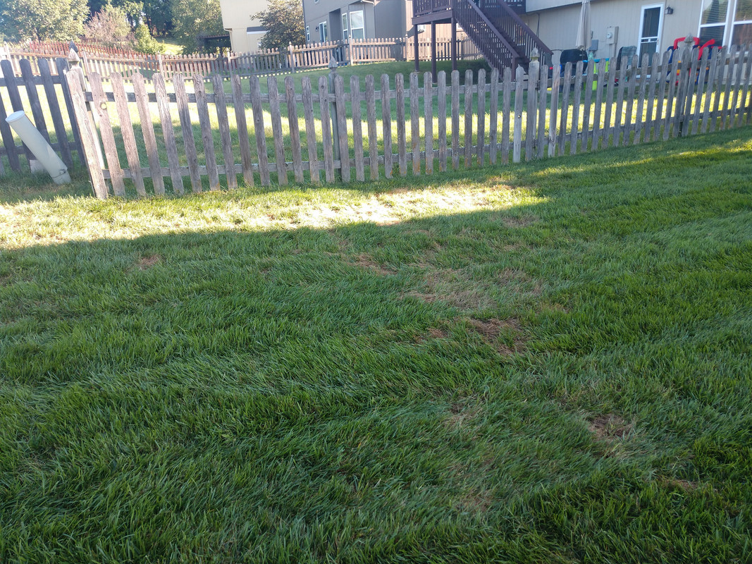Moles... Or moles and? | Lawn Care Forum