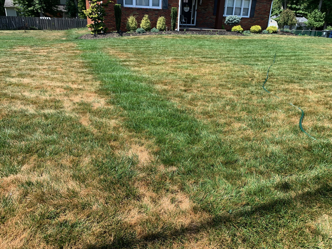 Perfect Strip of Grass Way Greener Than Other Portions of Lawn | Lawn ...