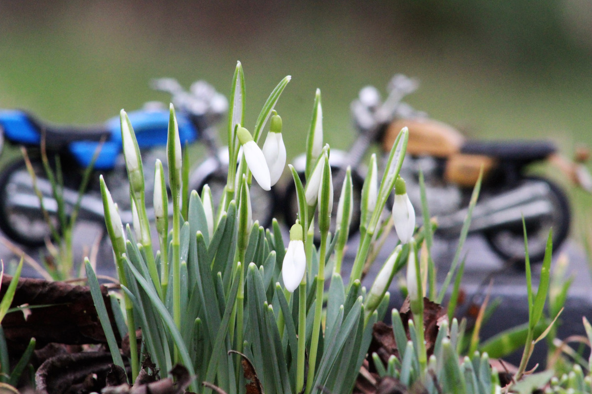 Spring — Postimages