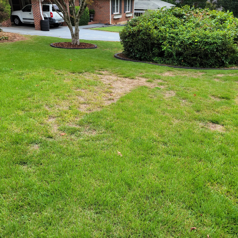 Help Requested. My lawn is dying! | Lawn Care Forum