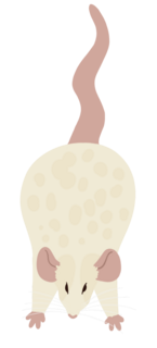 Different Kinds of Therians