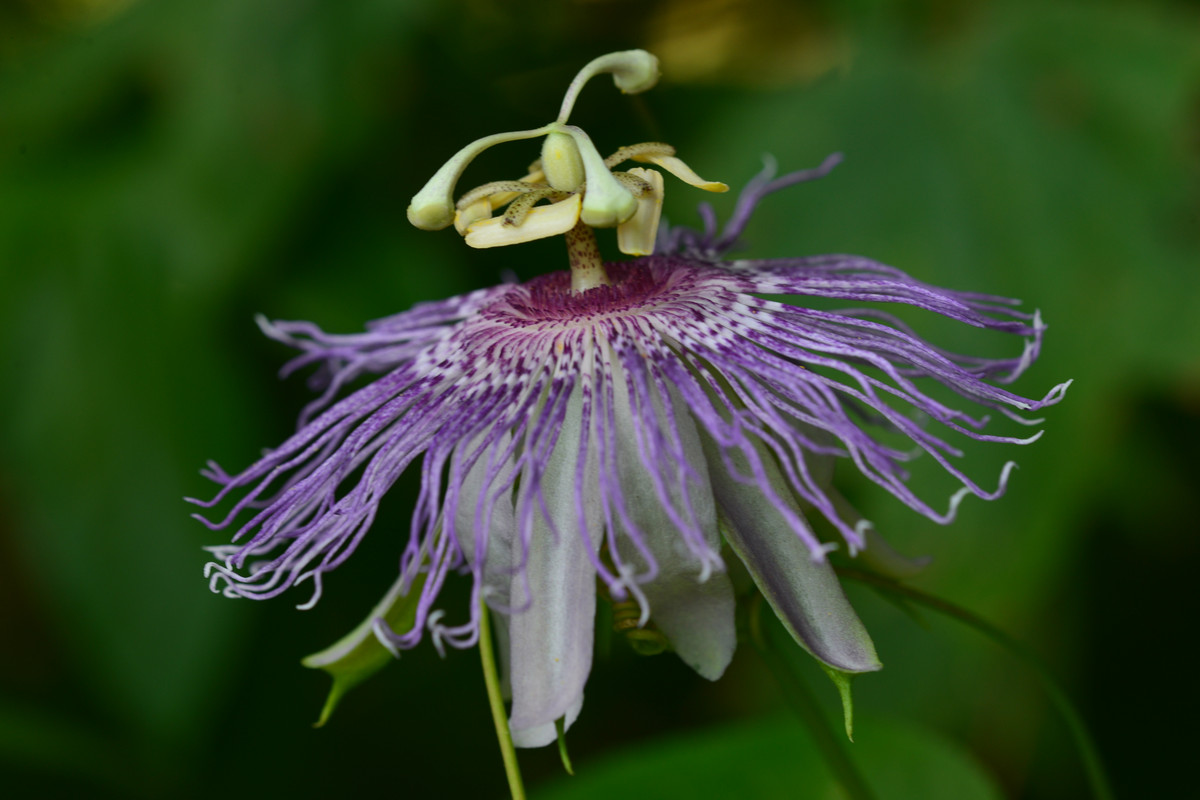 DSC 1238 — Postimages