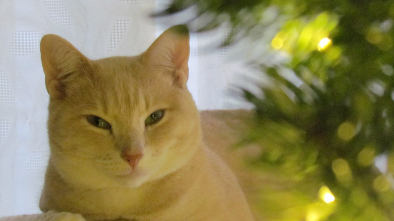 IMG 7006 — Postimages