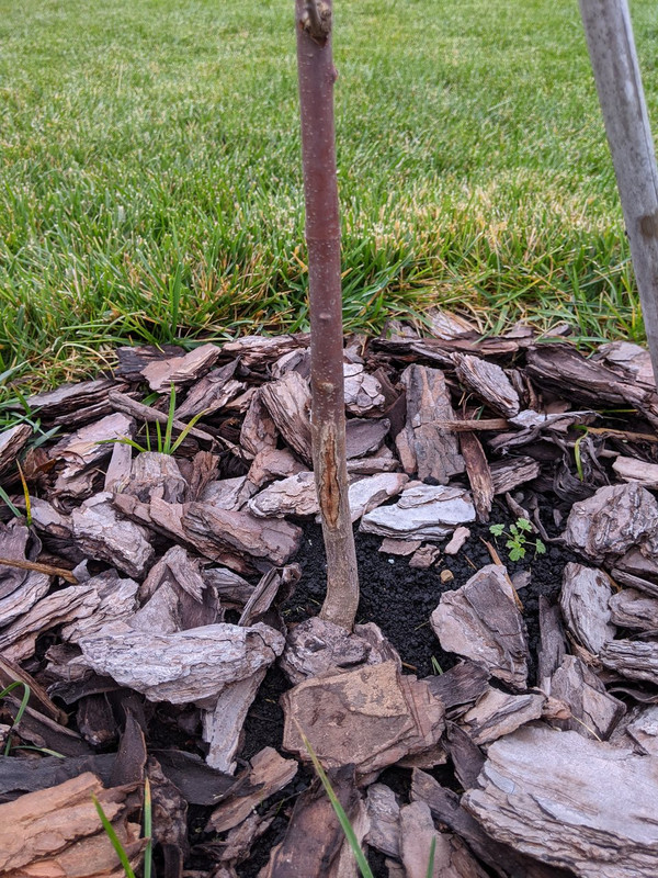 Is this sunscald damage at the base of my Paperbark Maple? | Lawn Care ...