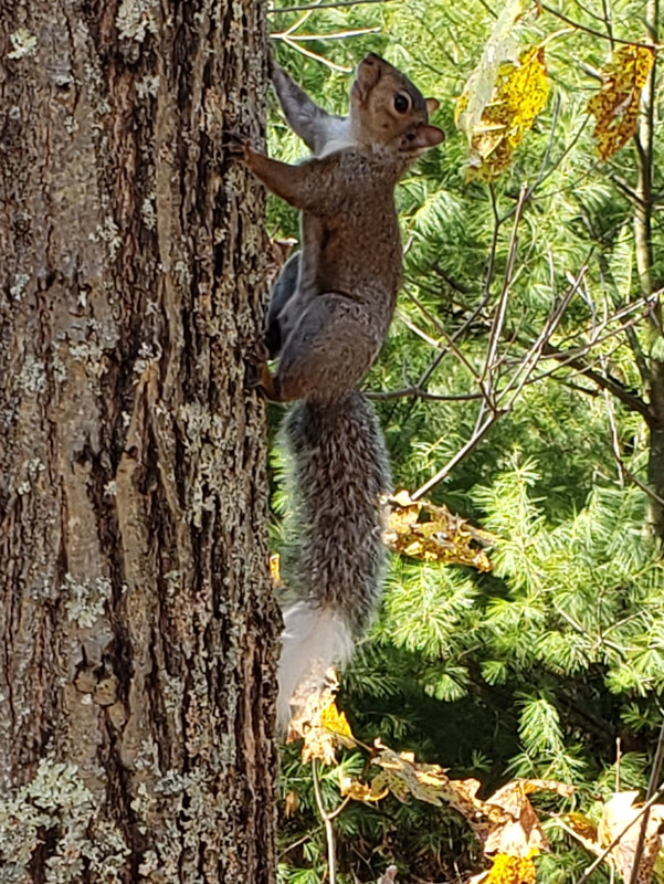 Using Squirrels | Archery Talk Forum