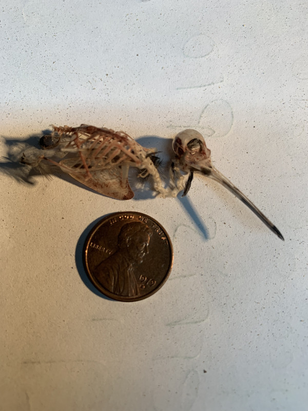 E1 CF65 D2 9 CA3 4 AEC 80 CA 2786193341 A4 — Postimages