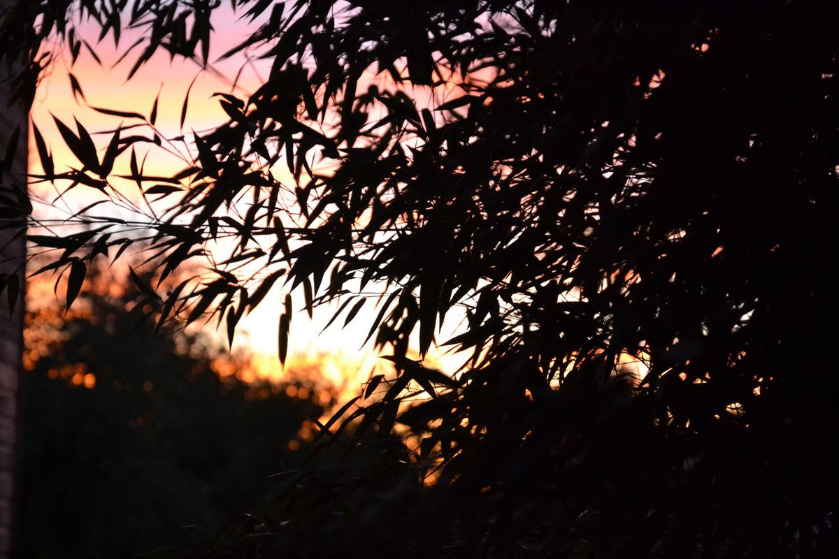 DSC 0165 — Postimages