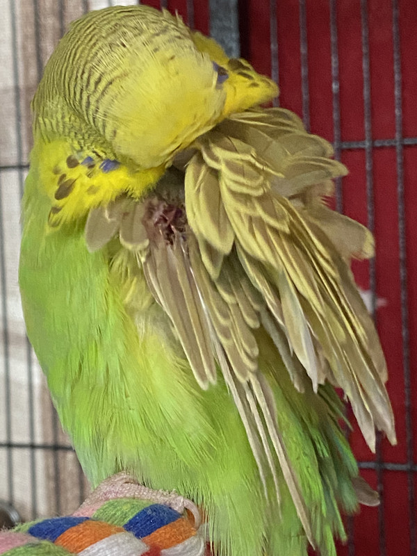 9 D704602 E397 42 D6 A1 CE F0 C4 B2 E06831 — Postimages