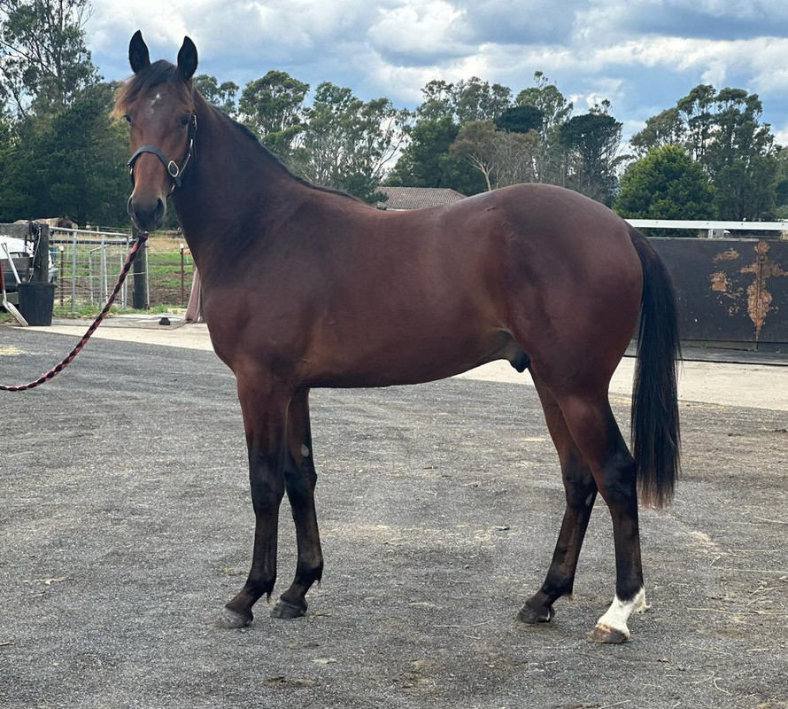 Helen Head to create history at APG sale in Melbourne - Harnessbred