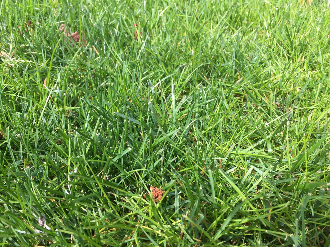 Help with weed ID (Poa Triv?) | Lawn Care Forum