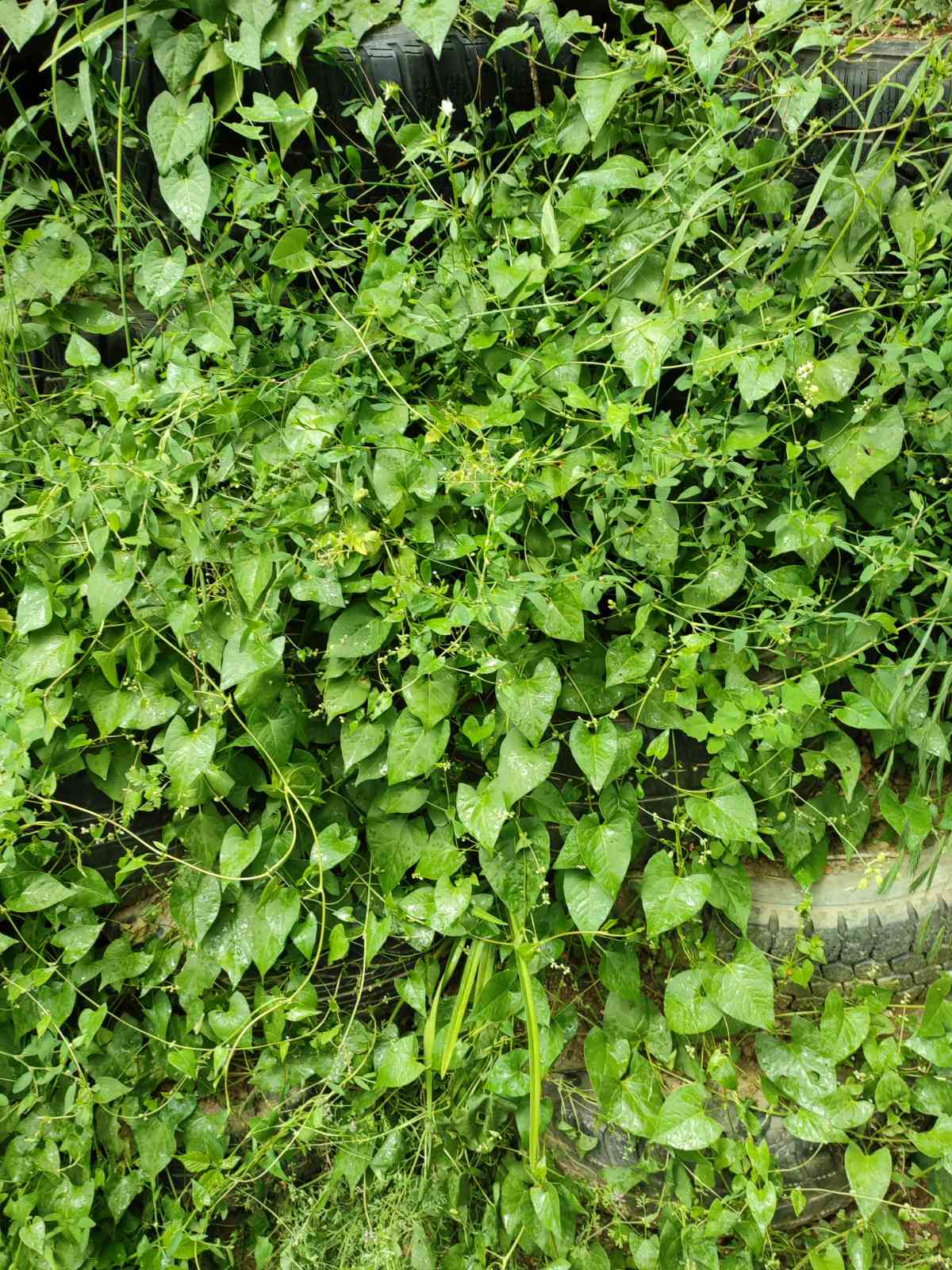 cvete2 — Postimages