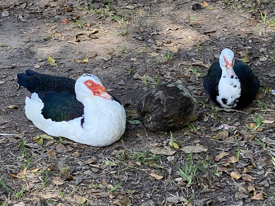 Coco Ducks2022 — Postimages