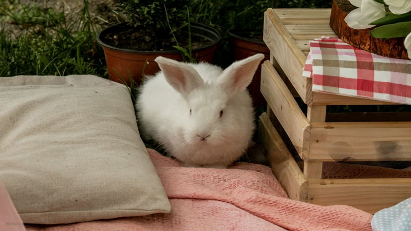 How to Keep Rabbits Cool in The Summer? Expert Tips and Tricks