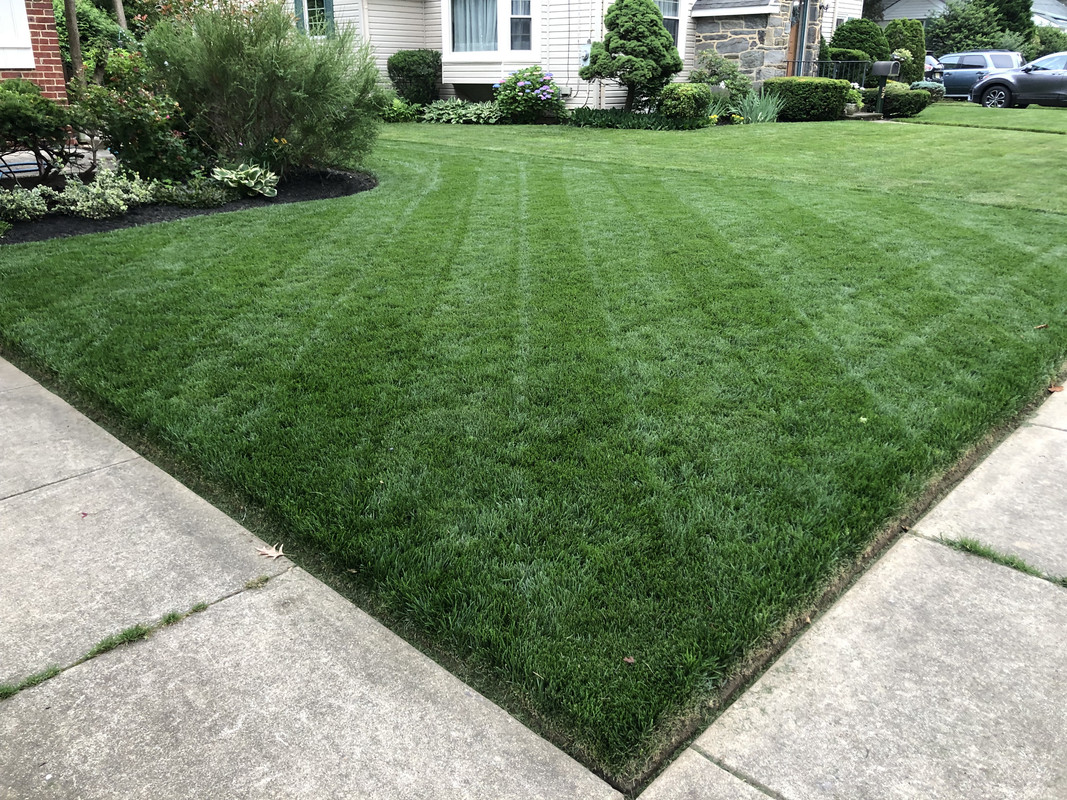 What are some of the darkest TTTF cultivars? | Lawn Care Forum