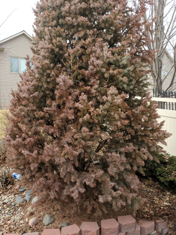 Columnar Blue Spruce dying | Lawn Care Forum