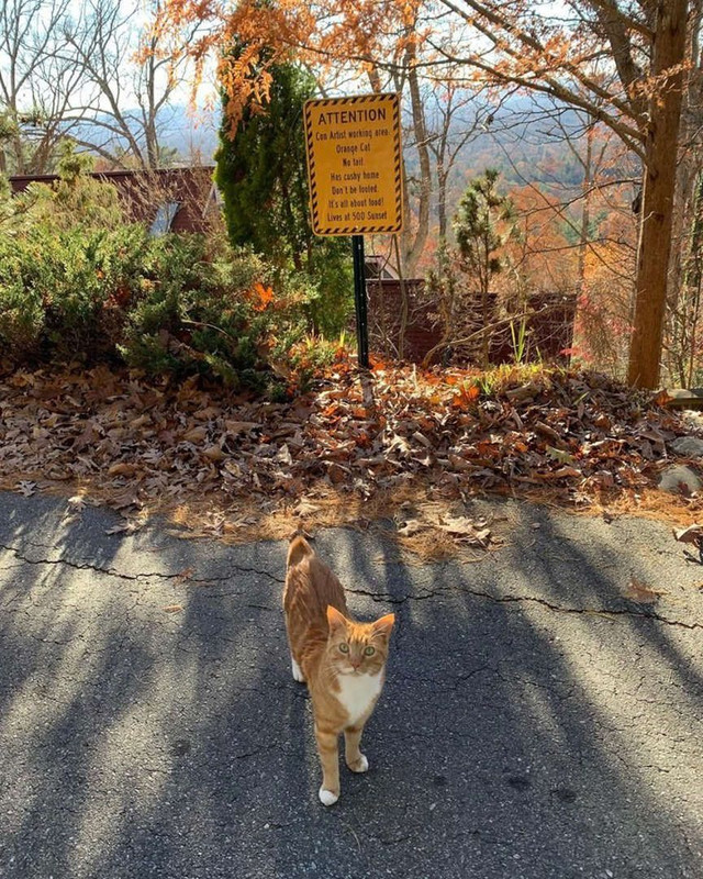 orange cat sign — Postimages
