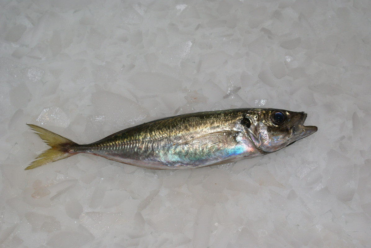 Carapau — Postimages