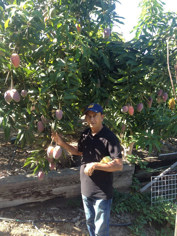 JF mango zill — Postimages