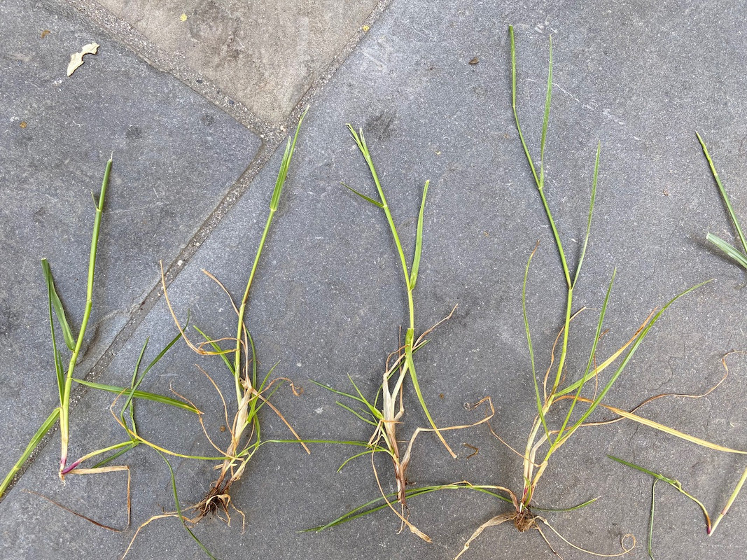 Weed ID please | Lawn Care Forum