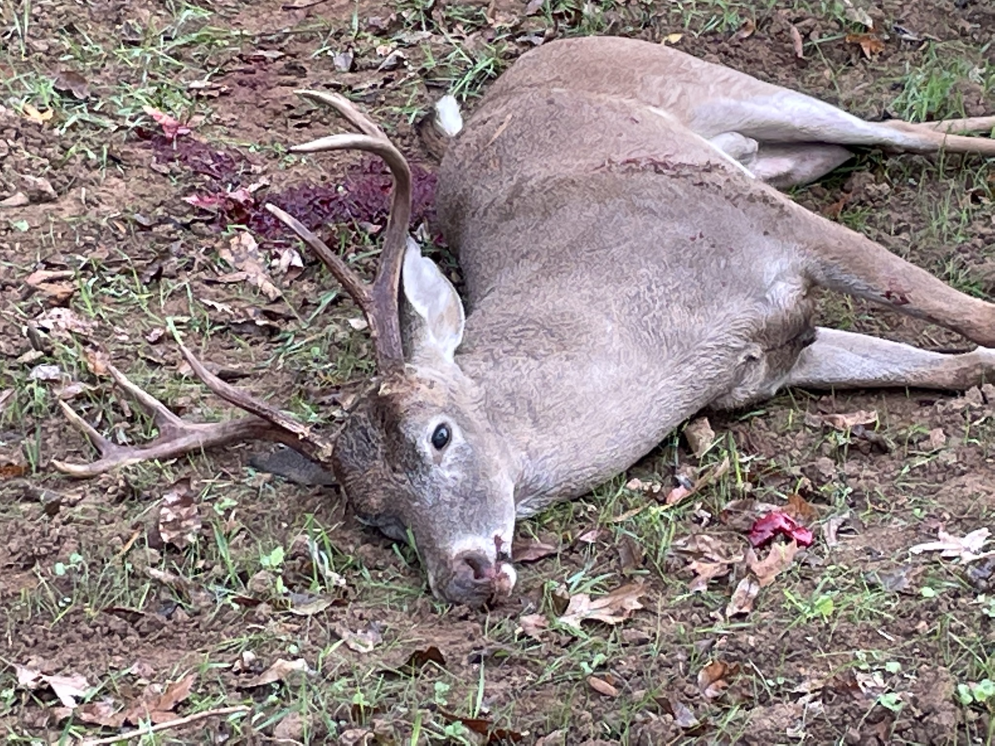 1 ECE9364 3616 4 E51 A767 BD4 BB5 A05 C57 — Postimages