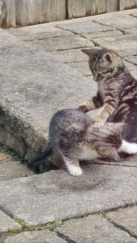 kitkatandpineconeplaying — Postimages