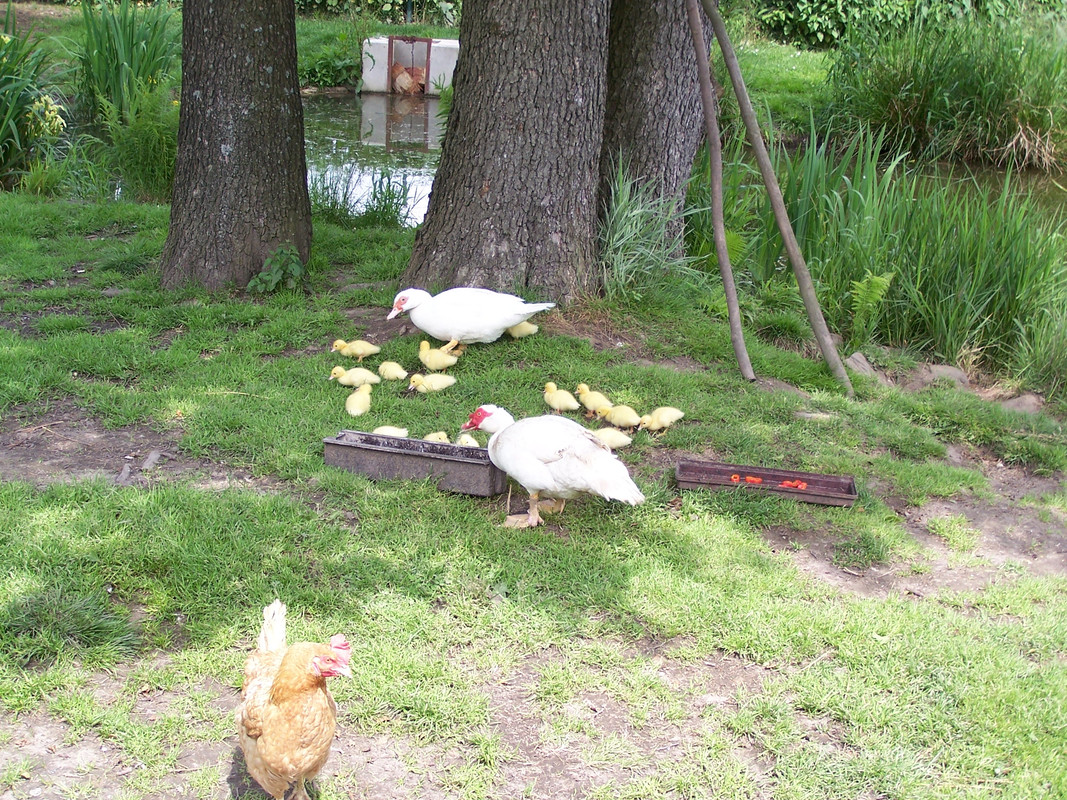 100 9776 — Postimages