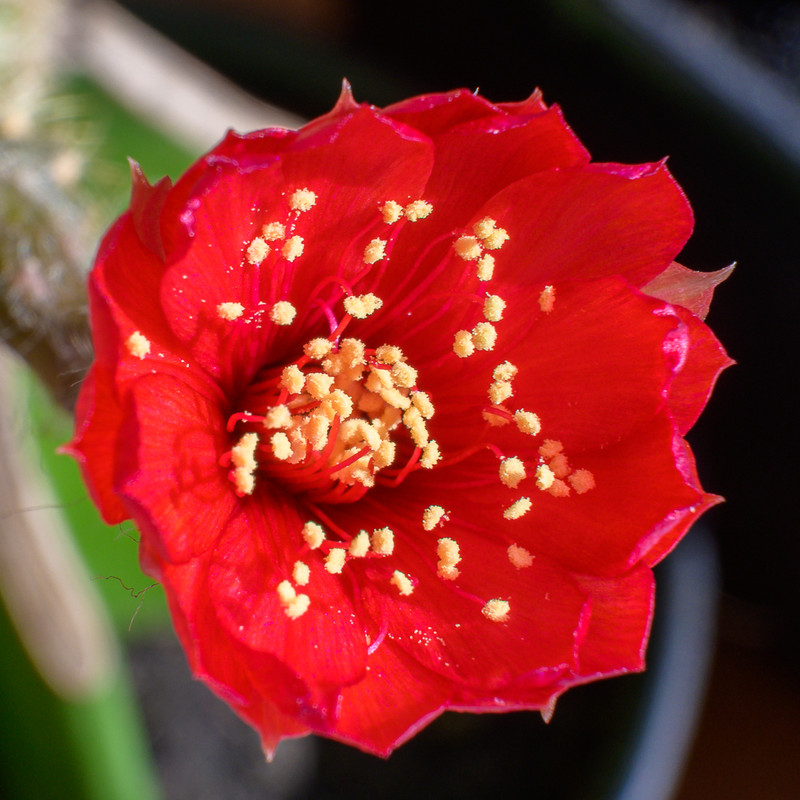 rot 1 — Postimages