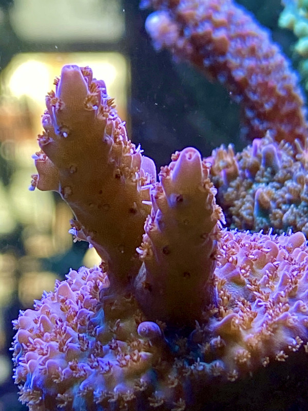 IMG 0535 — Postimages