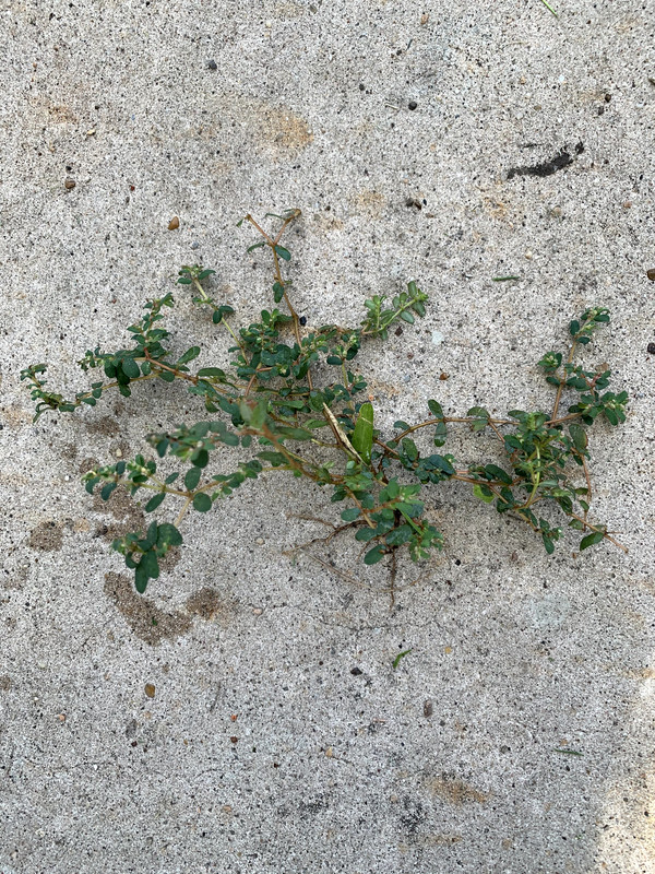 sept 4 weed — Postimages