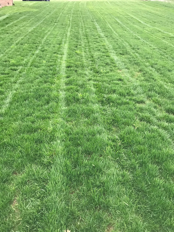 backyard 3 11 18 — Postimages