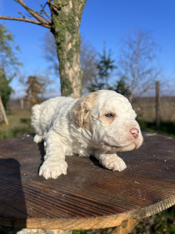 Lagoto Romanjolo Leglo F-2025 | Zdravi i neustrašivi štenci