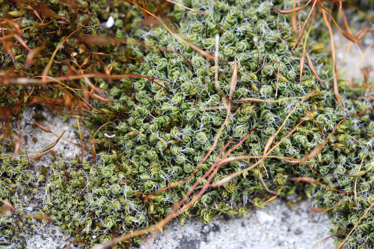 21041501 c Wall Screw moss Tortula muralis Q IMG 3915 — Postimages