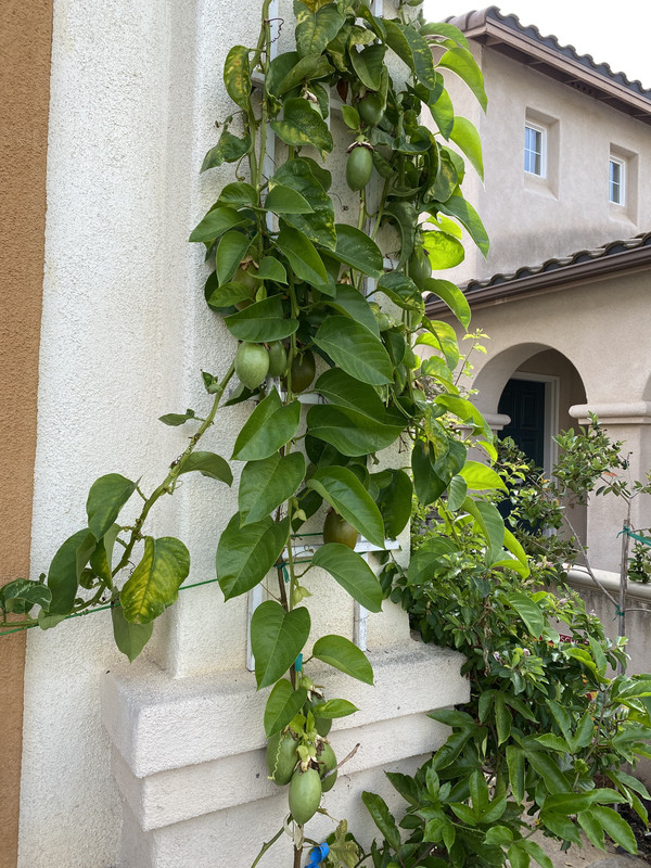 7 D72 A9 BD 0 EAF 4 F1 F A047 59364 DBE1736 — Postimages