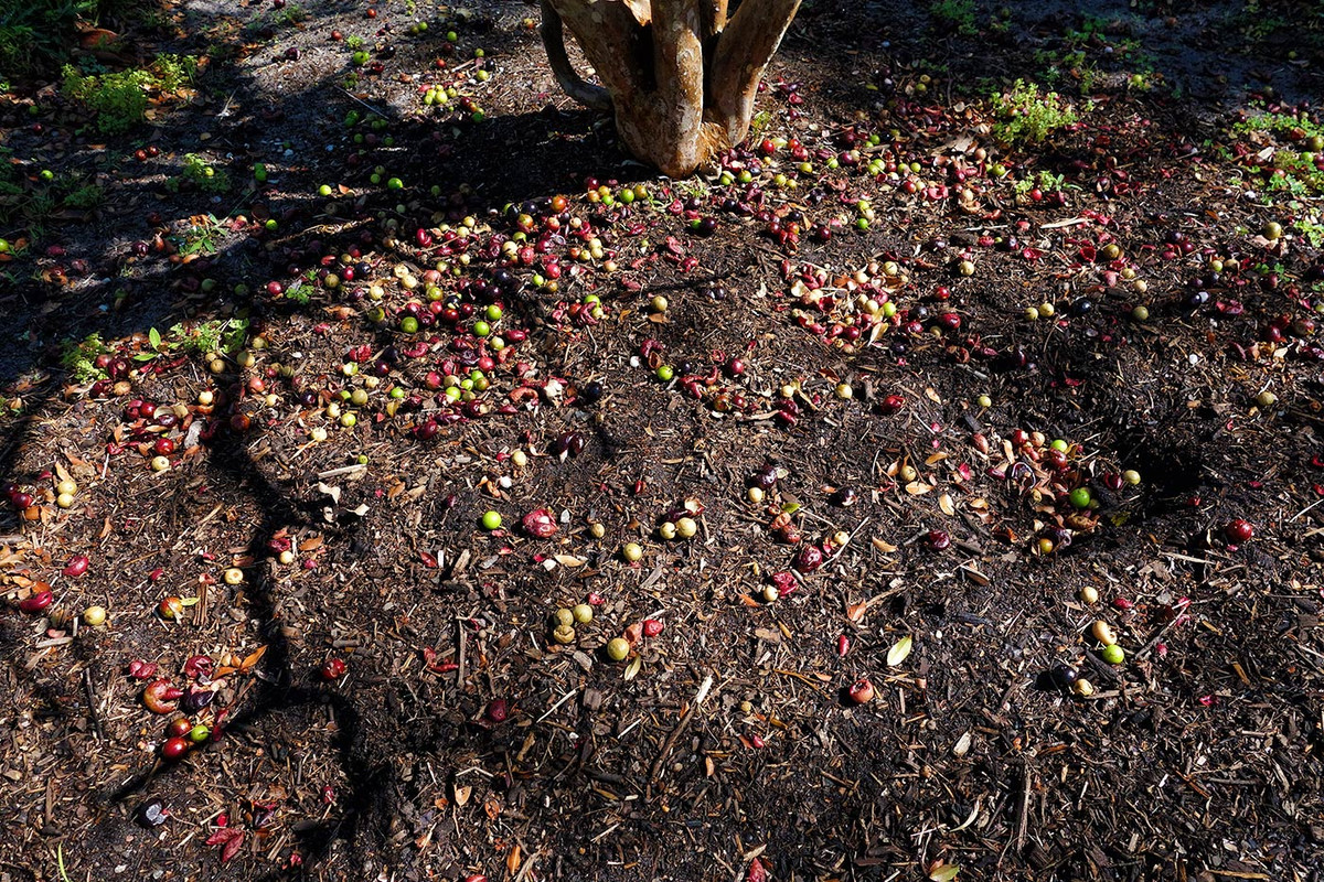 fallen fruit from 4 1 15a — Postimages