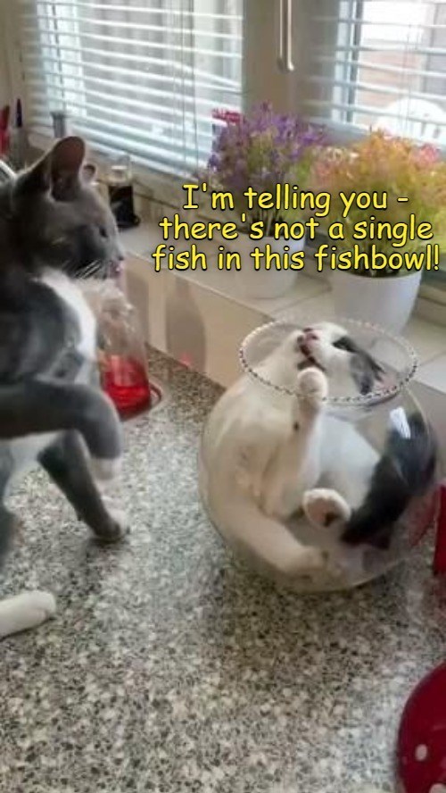 its a trap — Postimages