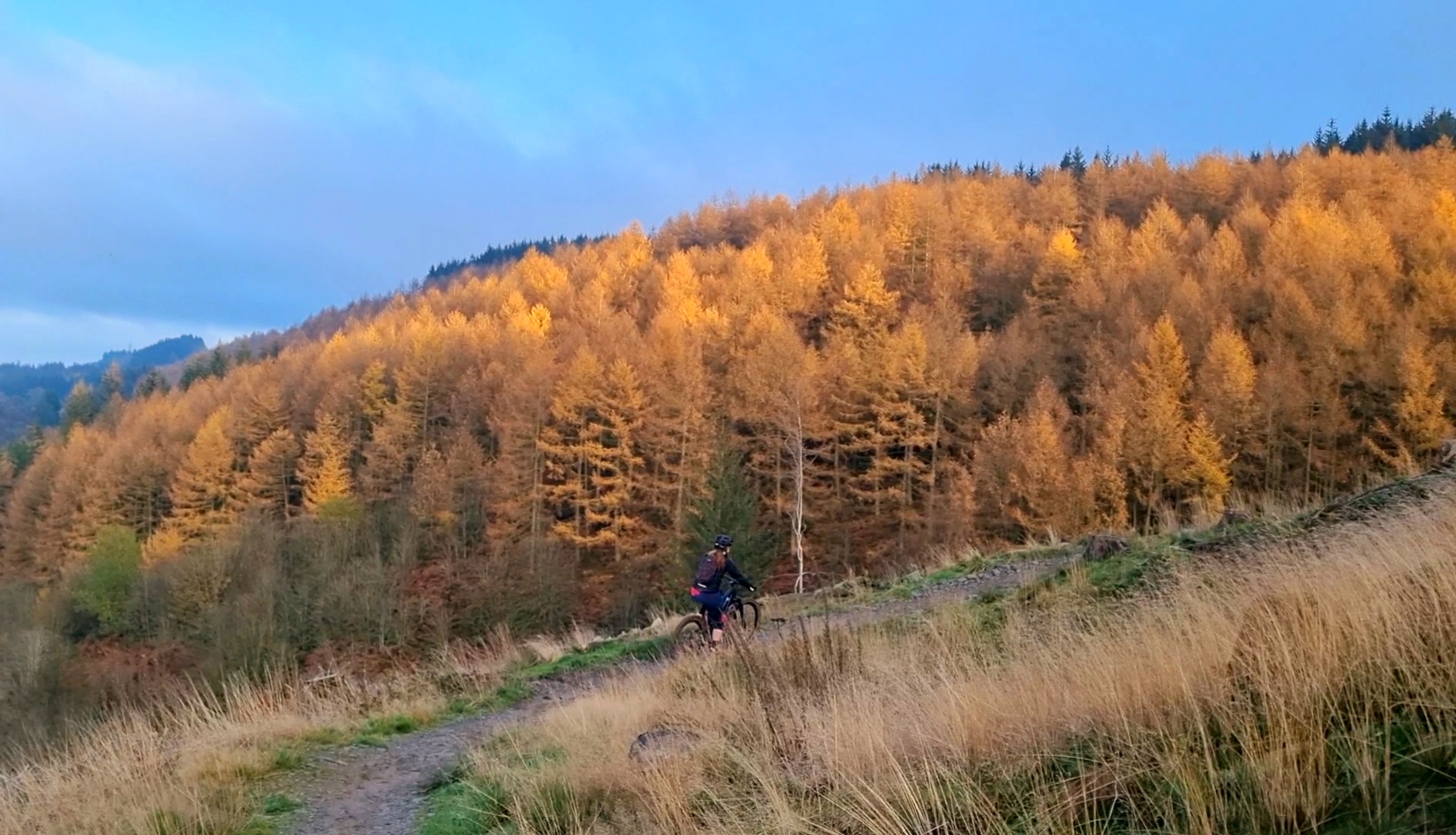 Degla Tree — Postimages